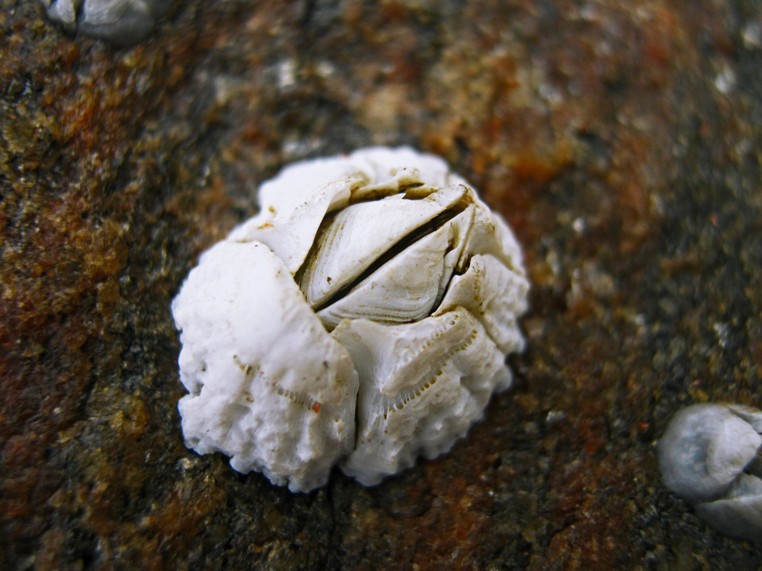 Barnacles: between a rock and a yard place - Selektope