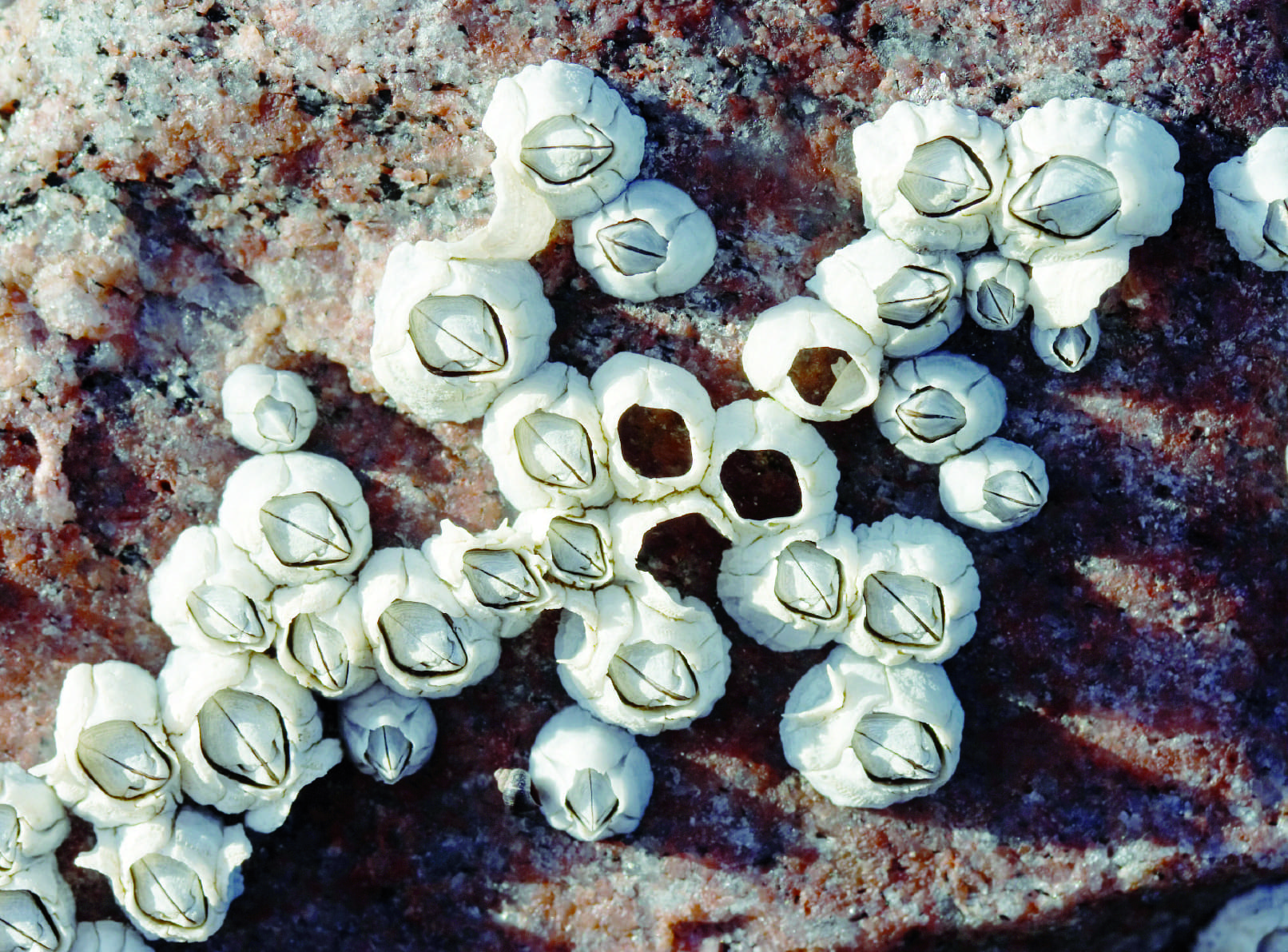 Barnacles: Invited or Invader? - Selektope Invasive